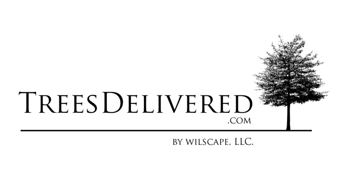 Evergreen Trees – Page 5 – Treesdelivered.com by Wilscape, LLC