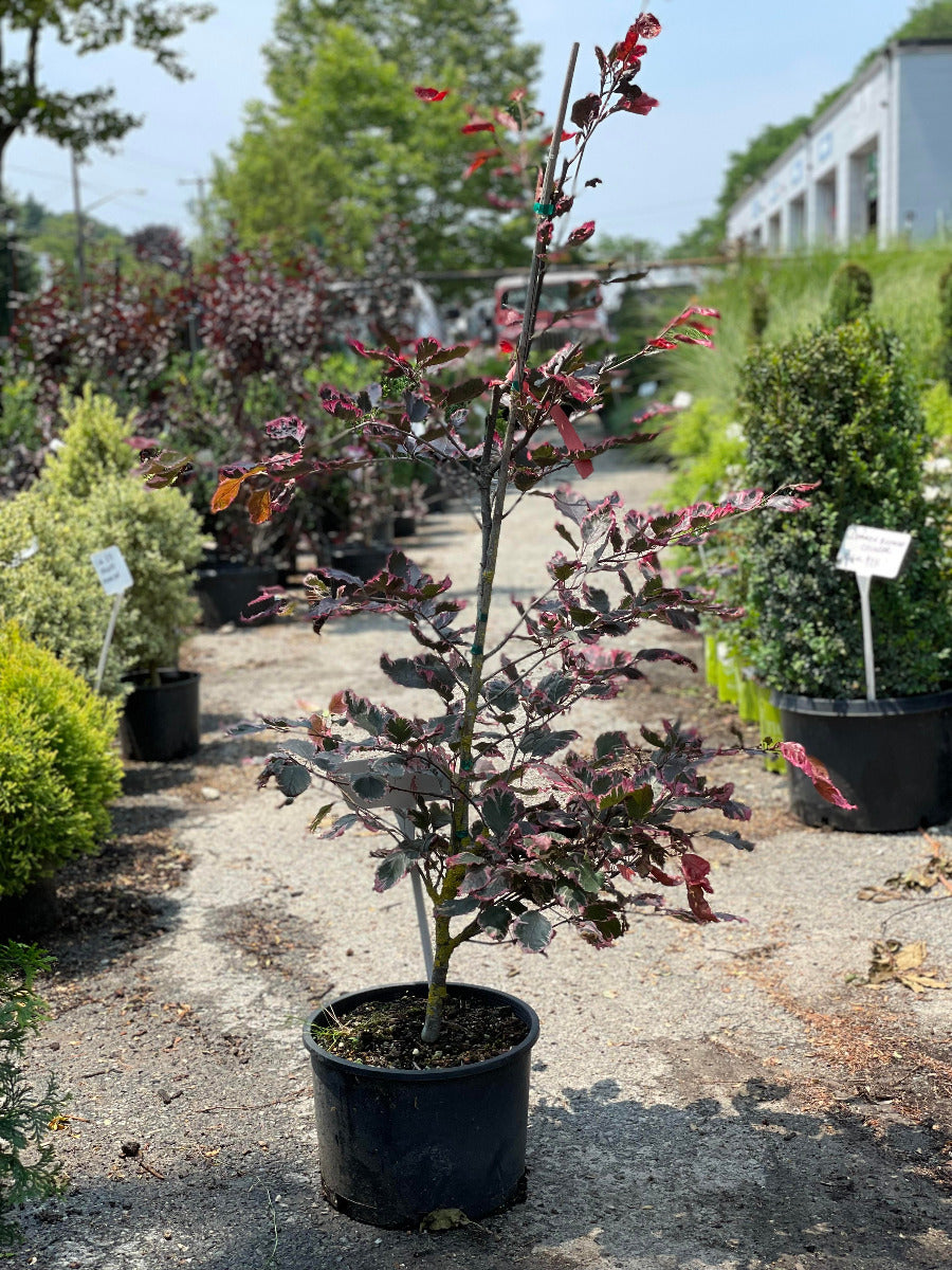 Tri Color European Beech – Treesdelivered.com by Wilscape, LLC