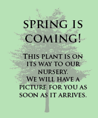 Diabolo Ninebark Tree - Wilscape Nursery & Garden Center RI, MA, CT